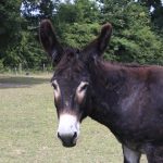 Adopt a donkey - Hayling Island Donkeys