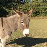 Adopt a donkey - Hayling Island Donkeys