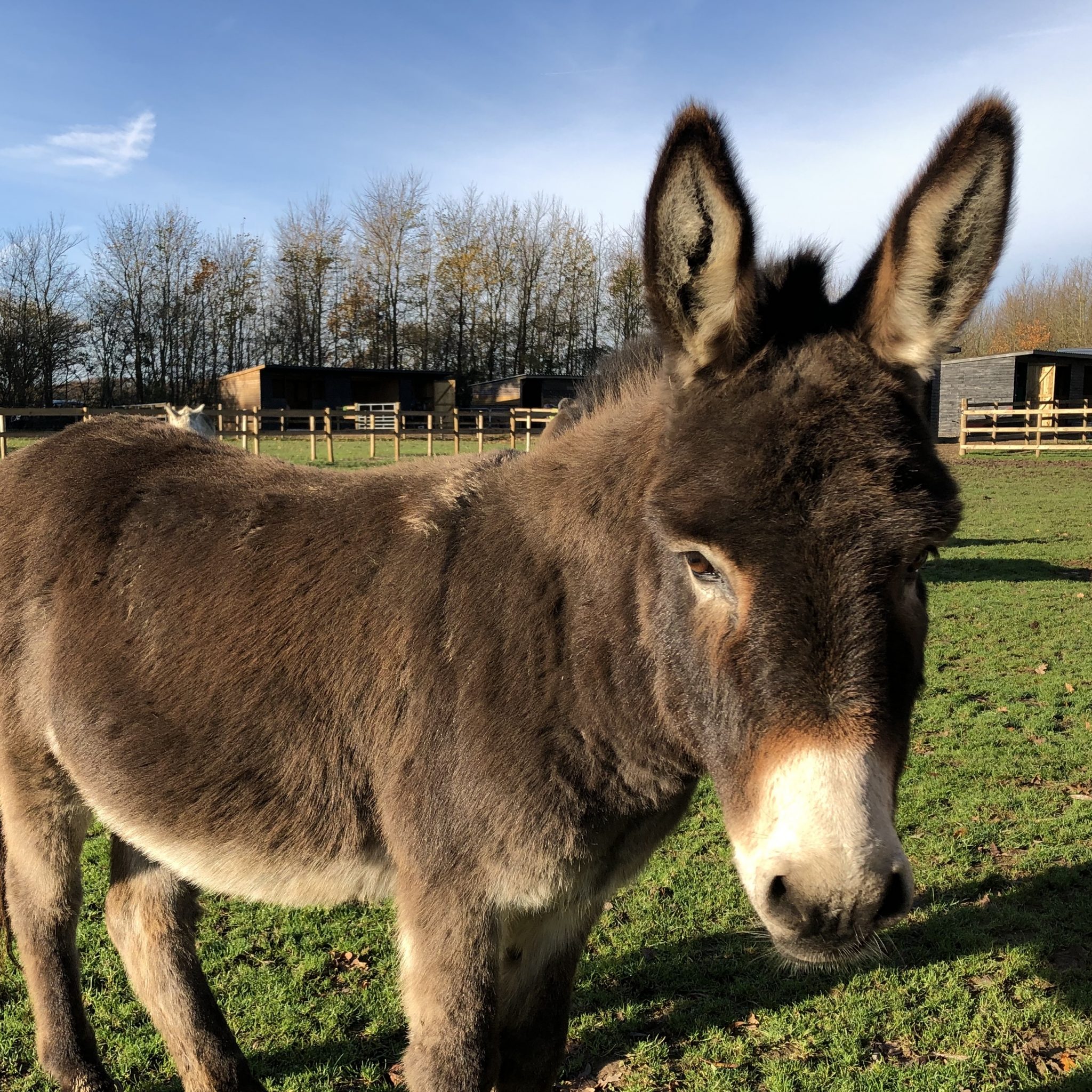 Adopt a donkey - Hayling Island Donkeys