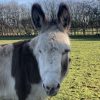 Adopt a donkey - Hayling Island Donkeys