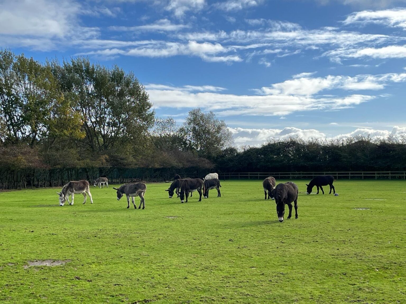 Lifelong care for unwanted and retired donkeys - Hayling Island Donkeys