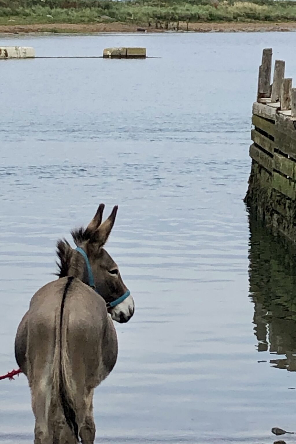 Lifelong care for unwanted and retired donkeys - Hayling Island Donkeys