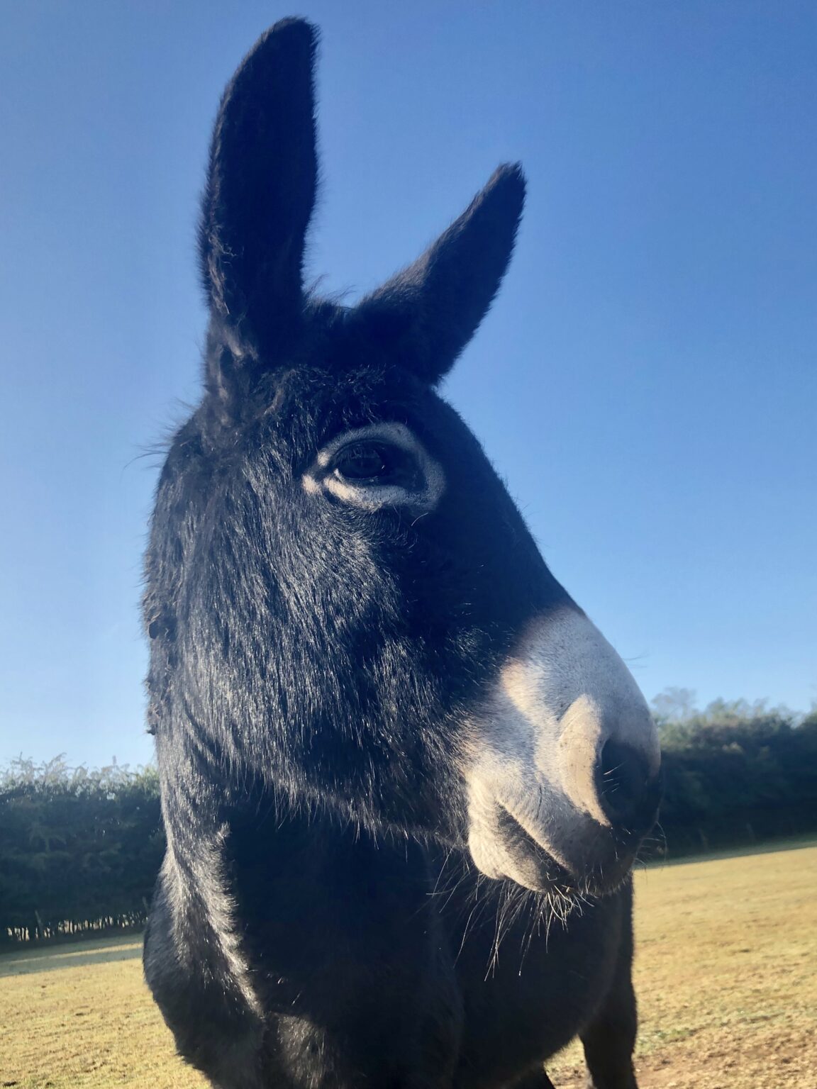 Lifelong care for unwanted and retired donkeys - Hayling Island Donkeys
