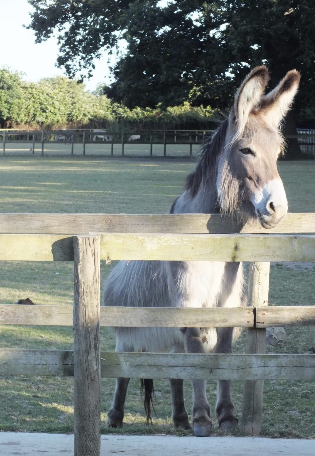Lifelong care for unwanted and retired donkeys - Hayling Island Donkeys