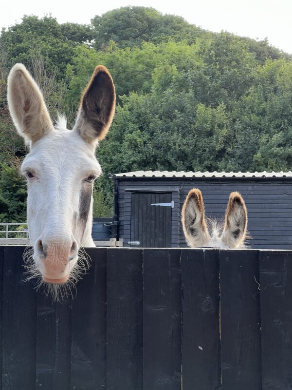 Lifelong care for unwanted and retired donkeys - Hayling Island Donkeys