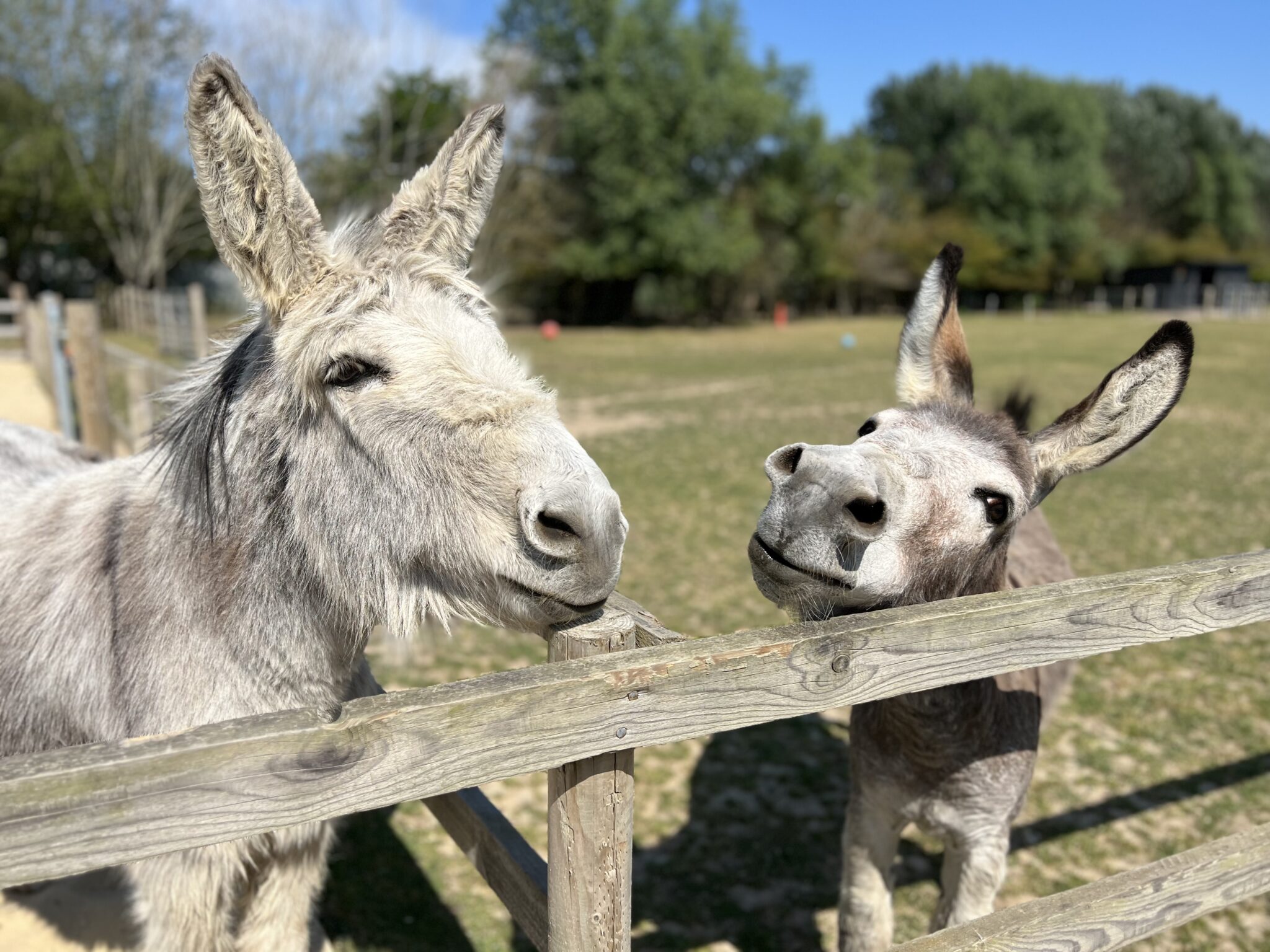 Lifelong care for unwanted and retired donkeys - Hayling Island Donkeys