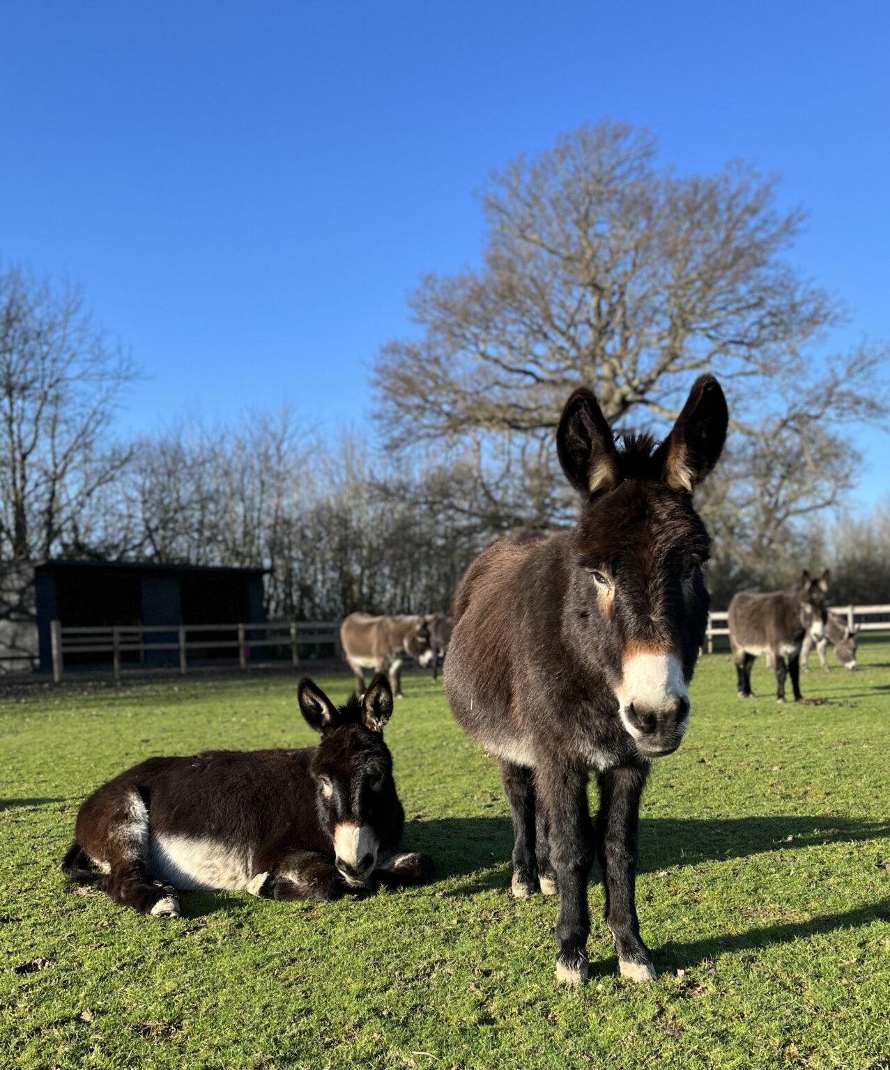 Lifelong care for unwanted and retired donkeys - Hayling Island Donkeys
