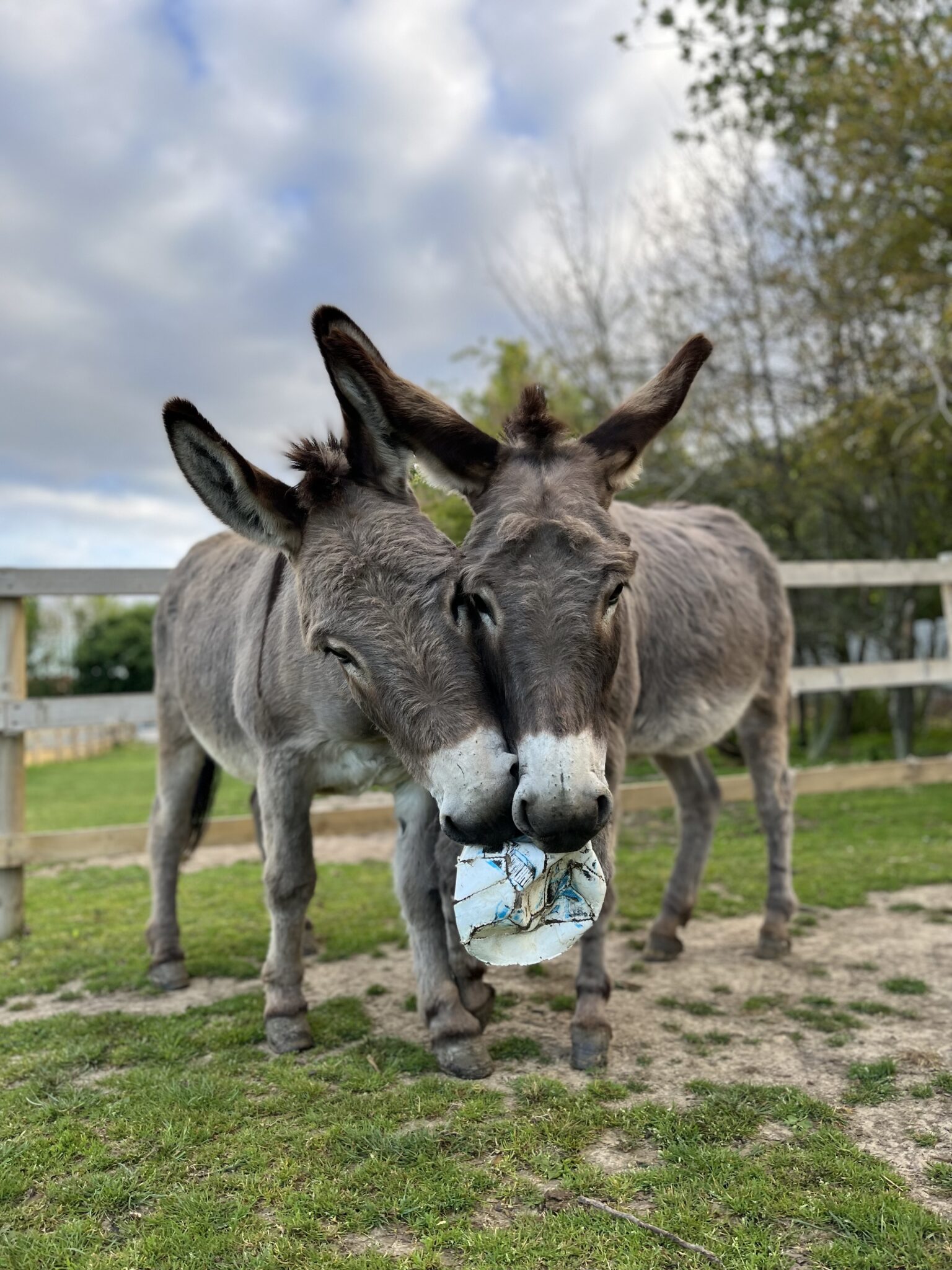 Lifelong care for unwanted and retired donkeys - Hayling Island Donkeys