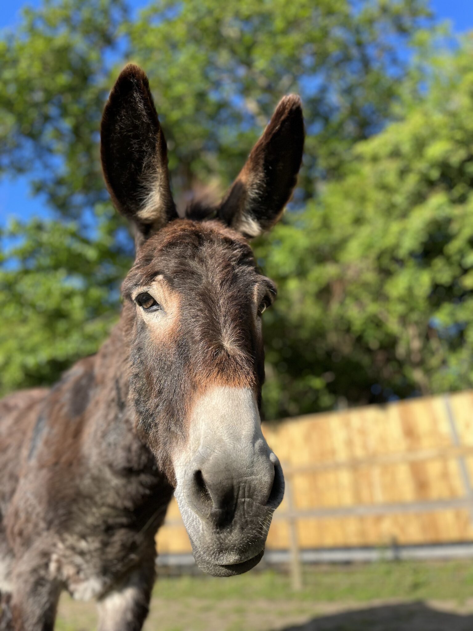 Lifelong care for unwanted and retired donkeys - Hayling Island Donkeys